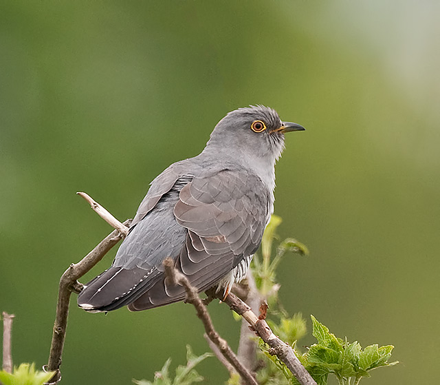 Details : Common Cuckoo - BirdGuides