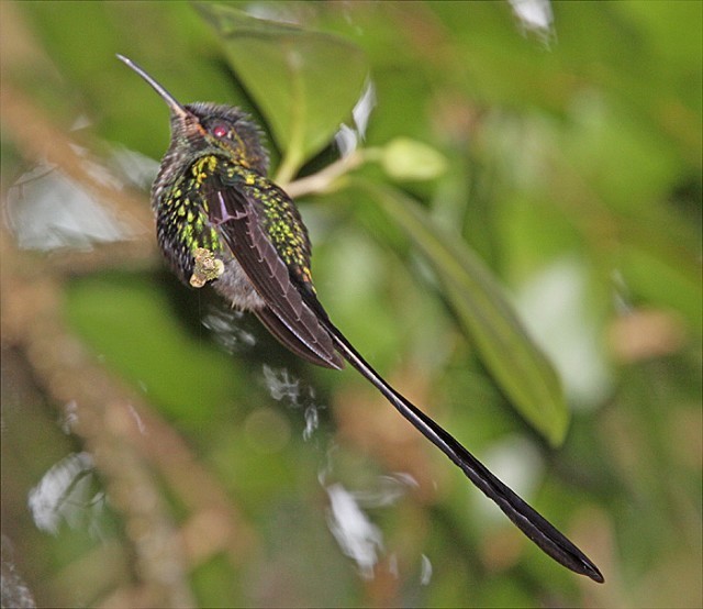 Details : Scissor-tailed Hummingbird - BirdGuides