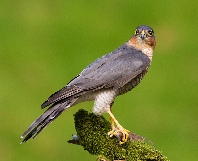 Details : Eurasian Sparrowhawk - BirdGuides