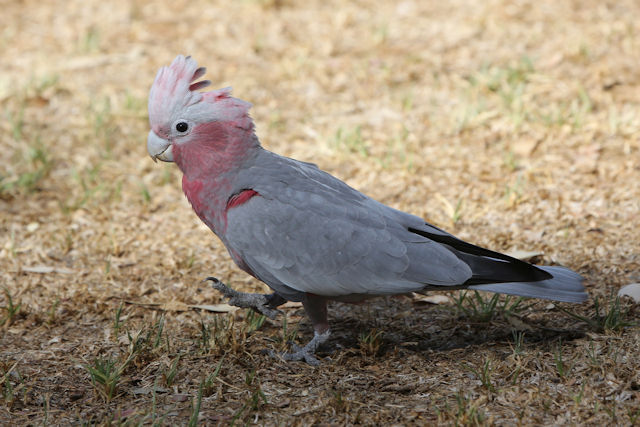 Details : Galah - BirdGuides
