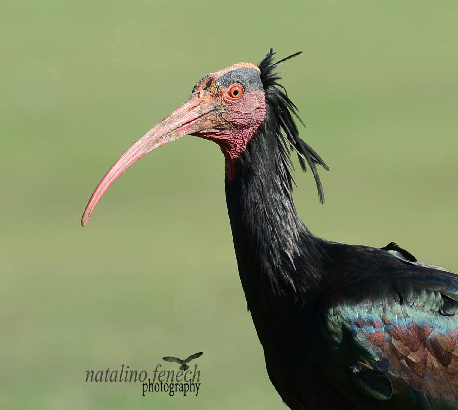 Details : Northern Bald Ibis - BirdGuides