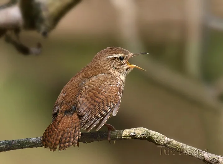 Details : Eurasian Wren - BirdGuides