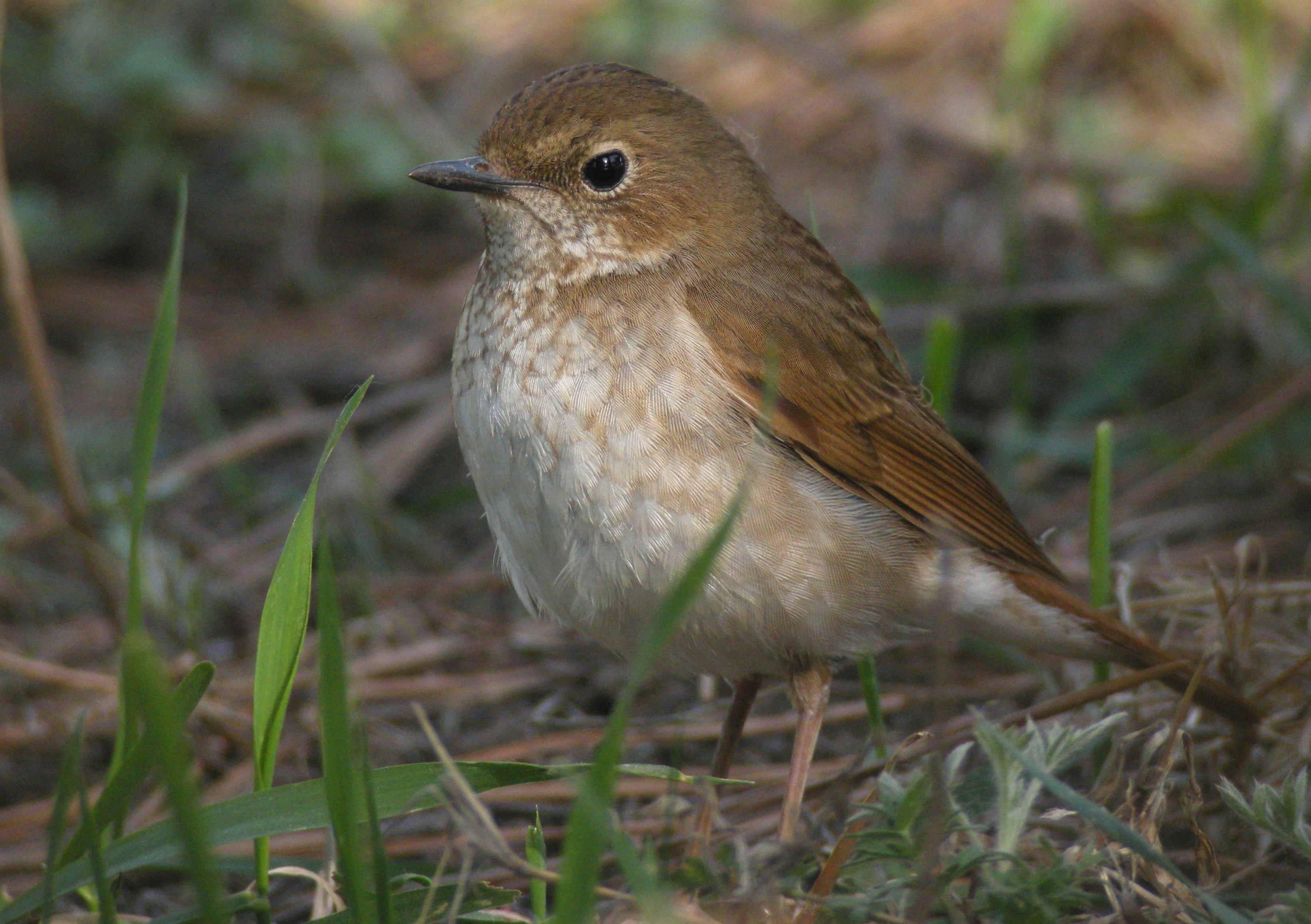 Details : Rufous-tailed Robin - BirdGuides
