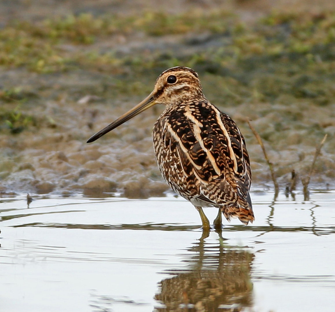 Common Snipe by Ian Clarke - BirdGuides