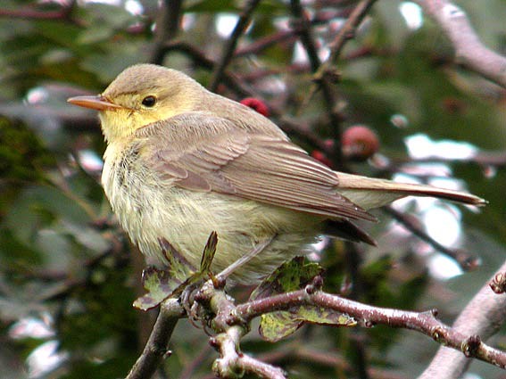 Details : Melodious Warbler - BirdGuides