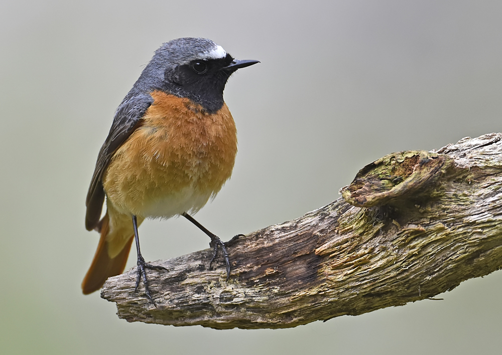 Details : Common Redstart - BirdGuides