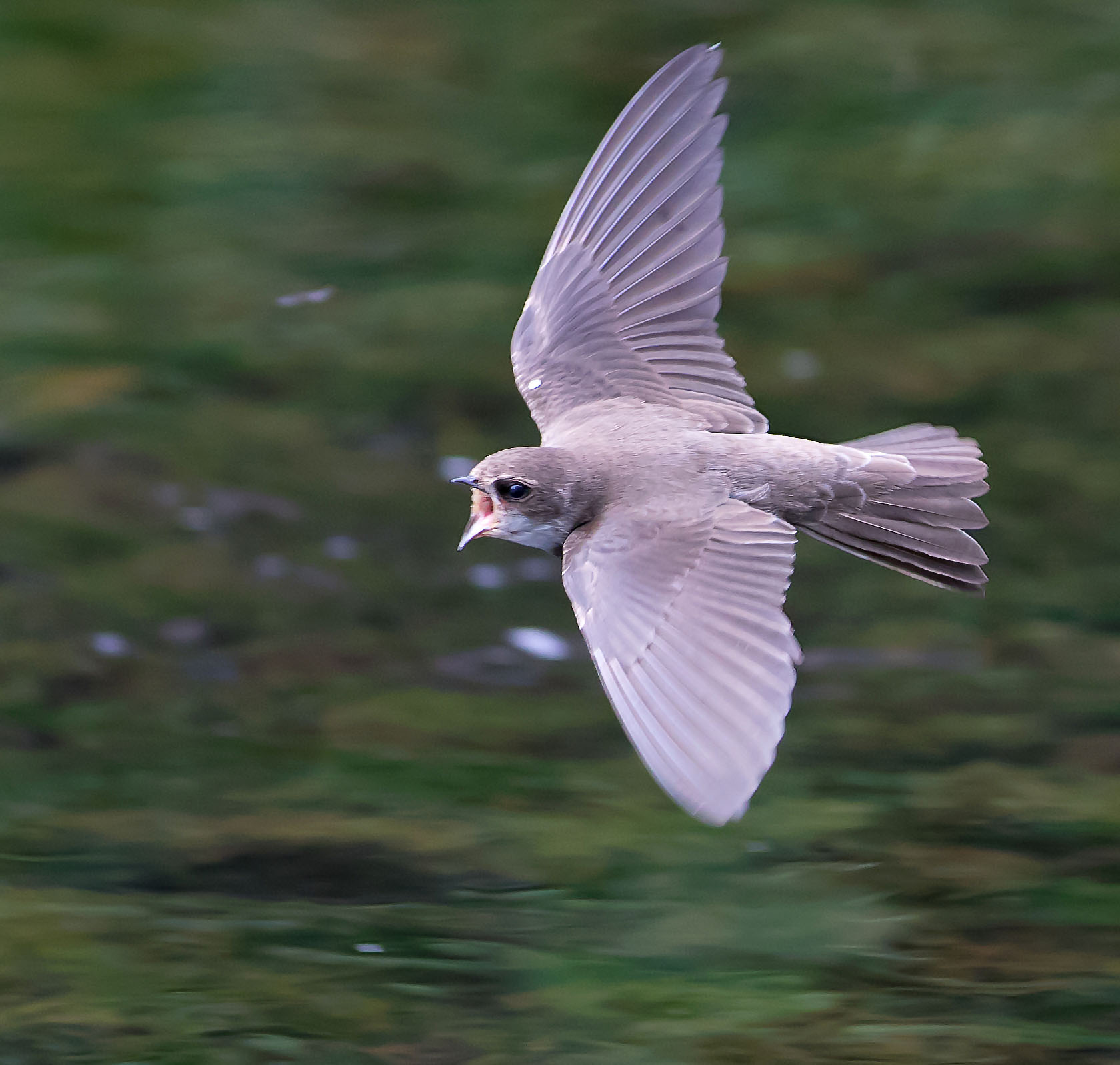 Details : Sand Martin - BirdGuides