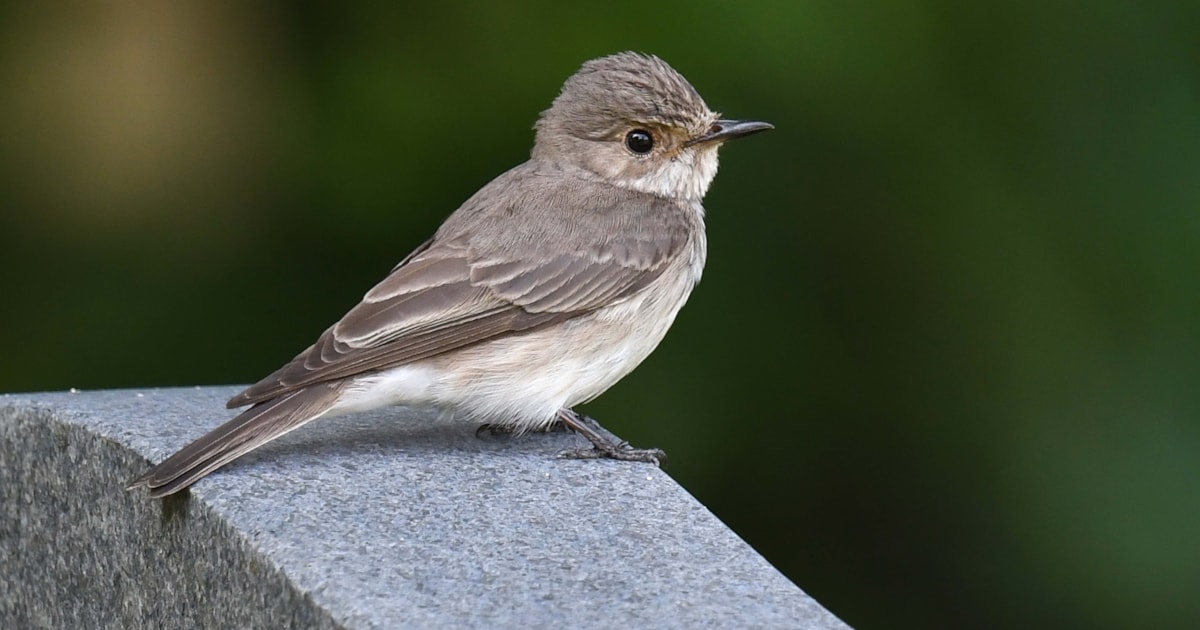 Scotland: a 'northern powerhouse' for UK songbirds - BirdGuides