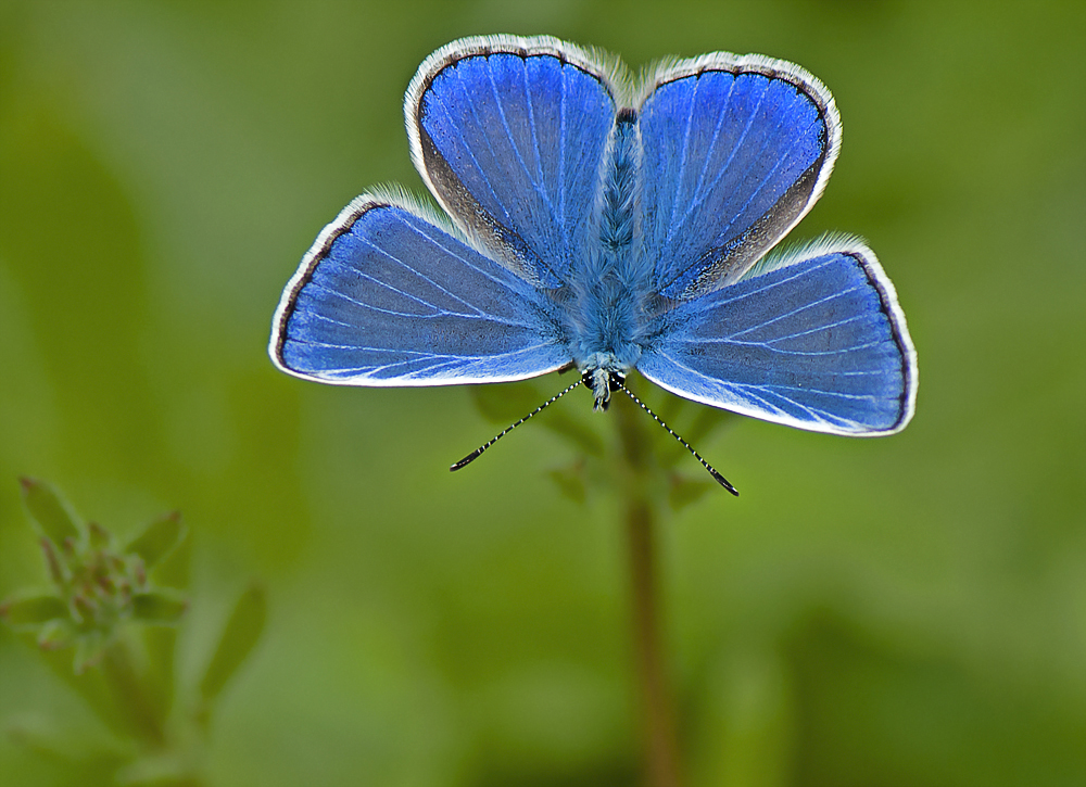 Details : Common Blue - BirdGuides