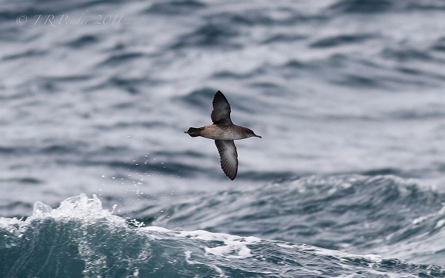 Details : Balearic Shearwater - BirdGuides
