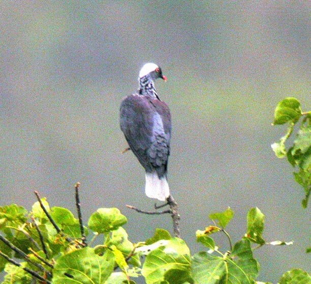 Details : White-naped Pigeon - BirdGuides