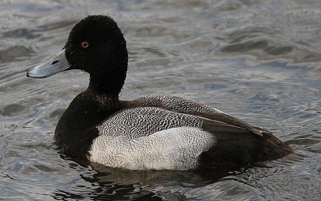 Details : Lesser Scaup - BirdGuides