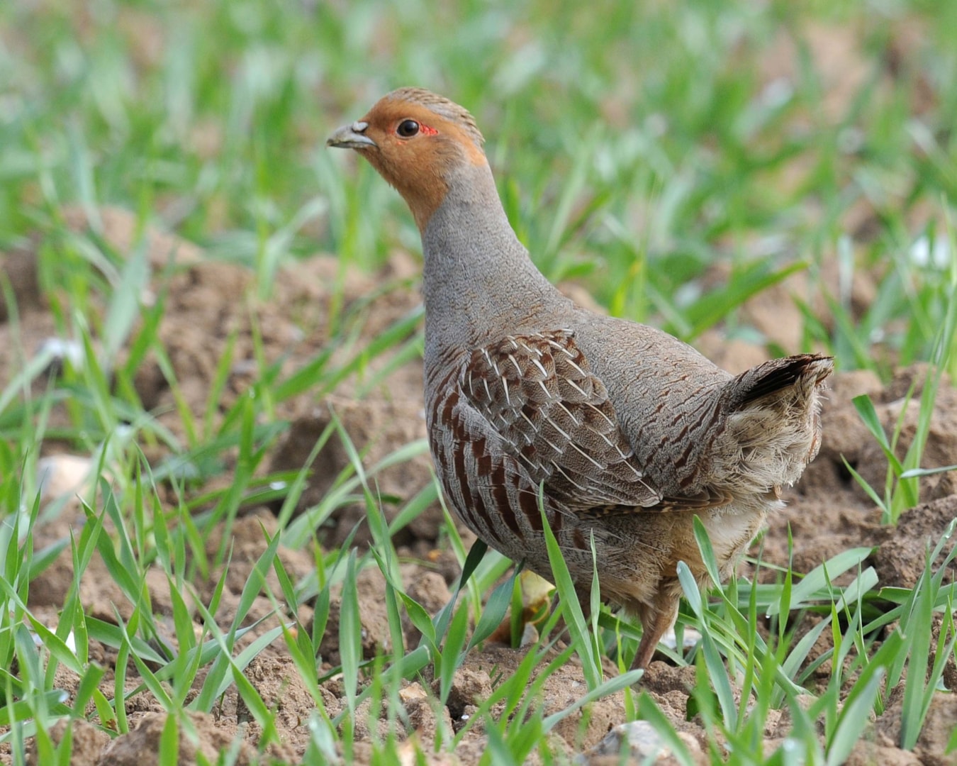 Grey Partridge by Nick Appleton - BirdGuides