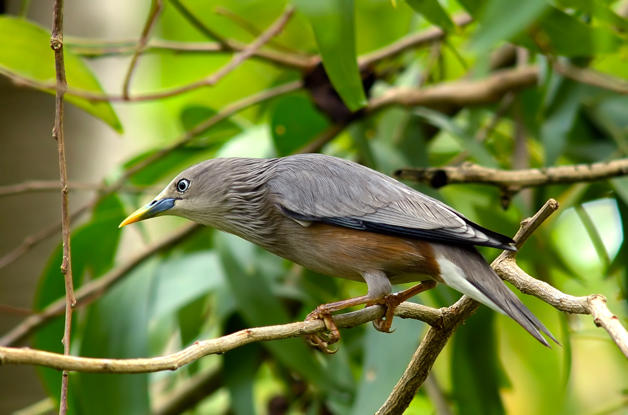 Details : Chestnut-tailed Starling - BirdGuides