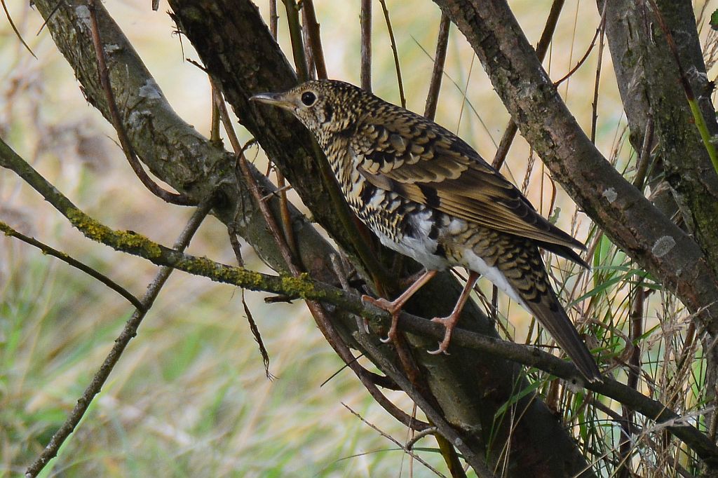 Details : White's Thrush - BirdGuides
