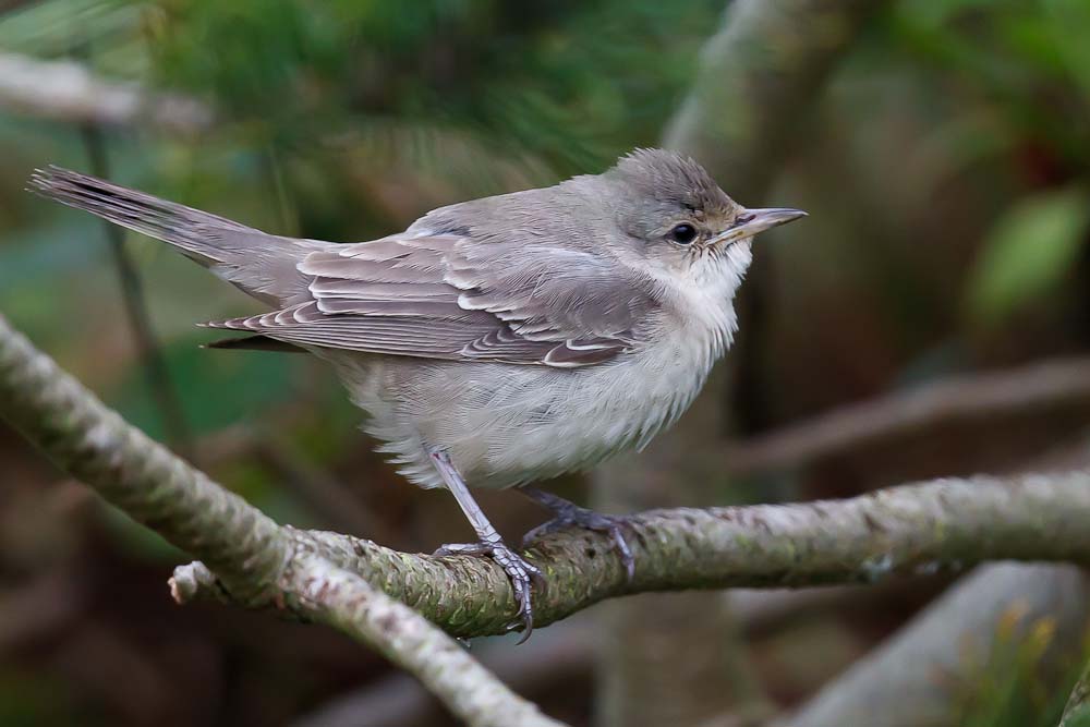 Details : Barred Warbler - BirdGuides