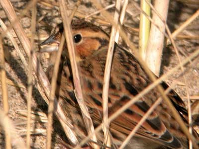 Details : Little Bunting - BirdGuides