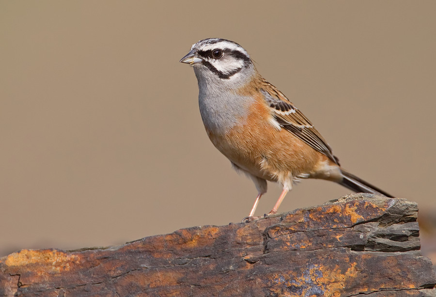 Avalanches create rich bird communities in the Alps - BirdGuides