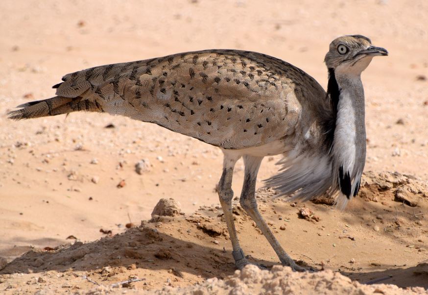 Details : Macqueen's Bustard - BirdGuides
