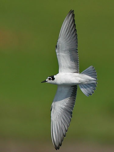 Details : White-winged Tern - BirdGuides