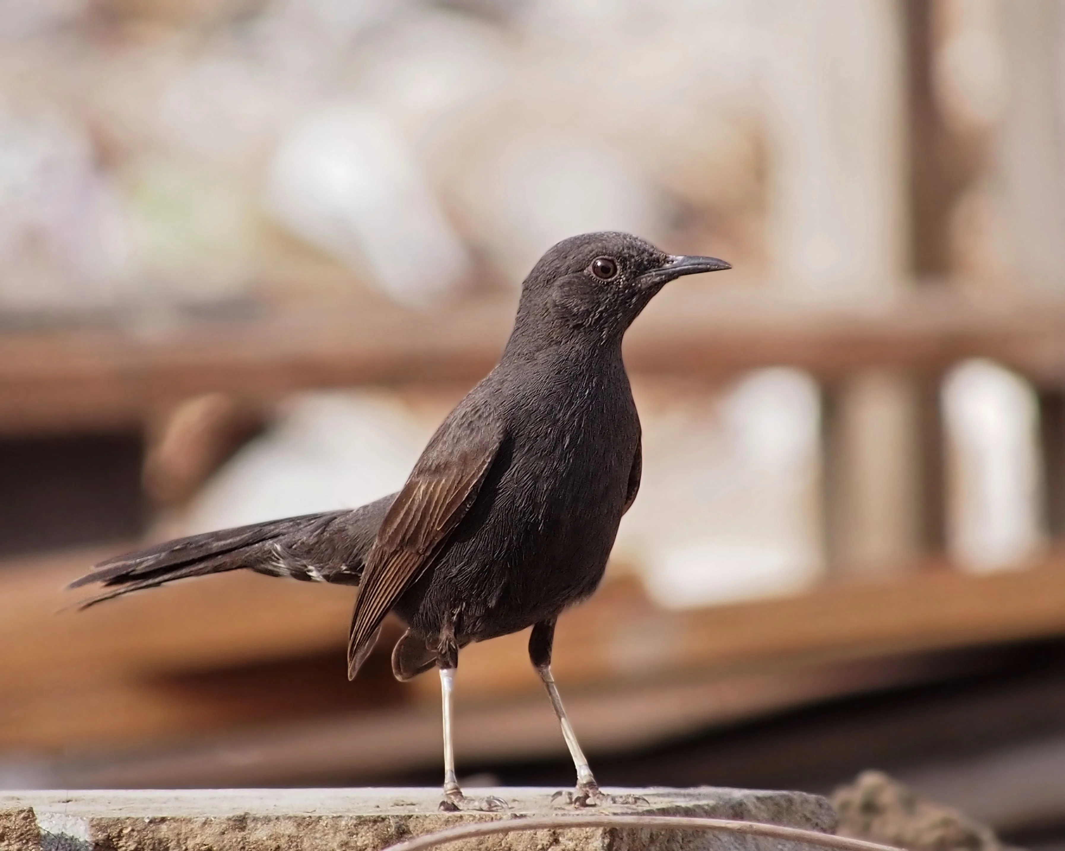 Details : Black Scrub Robin - BirdGuides