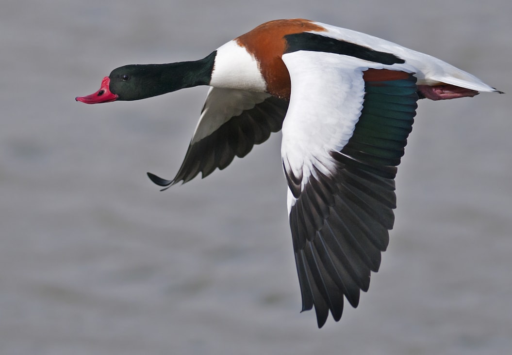 Common Shelduck by Wayne Davies - BirdGuides