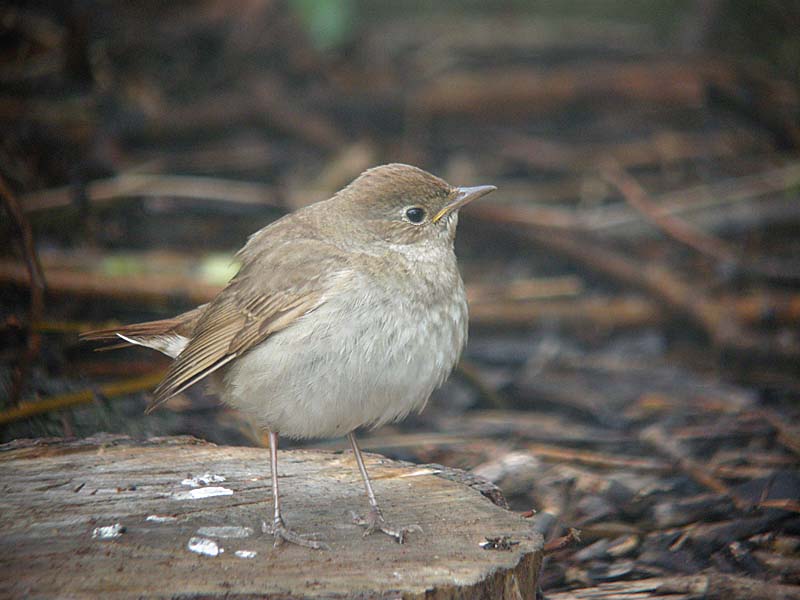Details : Thrush Nightingale - BirdGuides