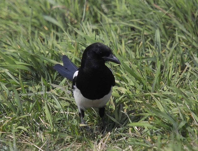 Details : Black-billed Magpie - BirdGuides
