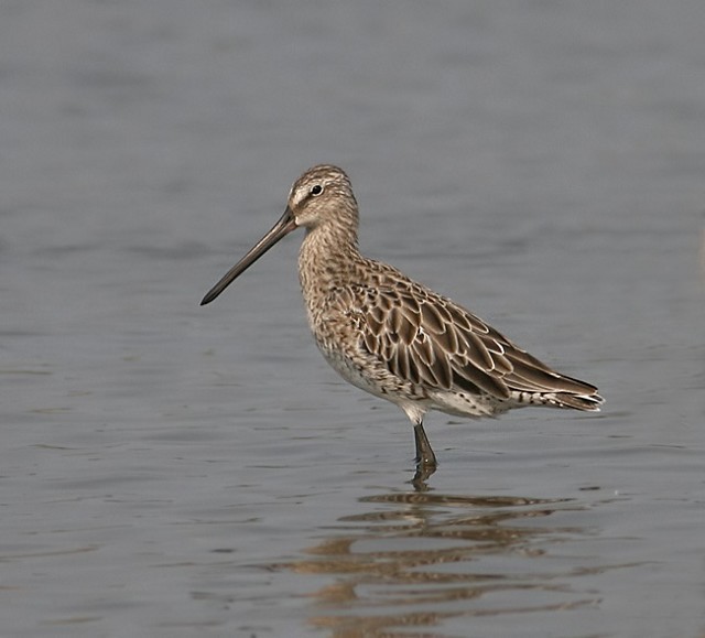 Details : Asian Dowitcher - BirdGuides