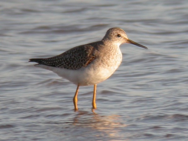 Details : Lesser Yellowlegs - BirdGuides