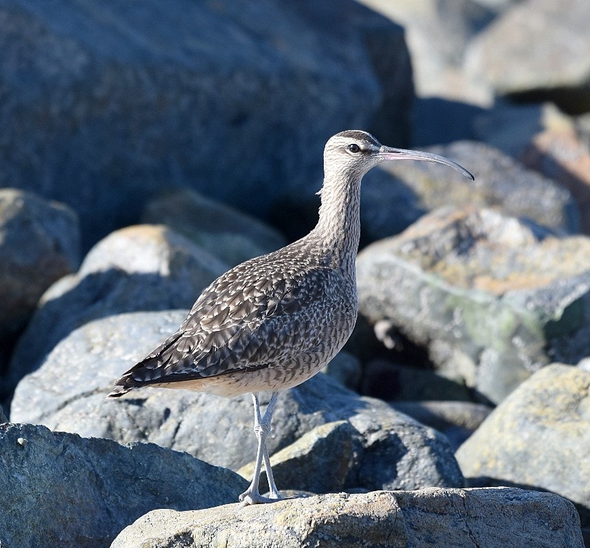 Hudsonian Whimbrel by John Rowe - BirdGuides