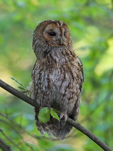 Details : Tawny Owl - BirdGuides