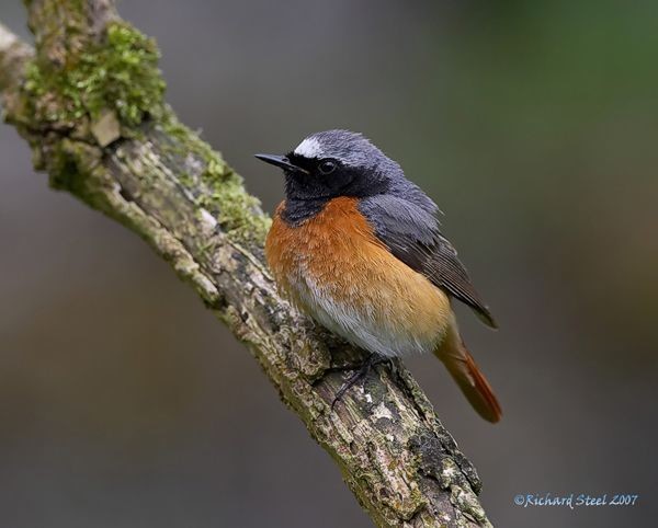 Details : Common Redstart - BirdGuides
