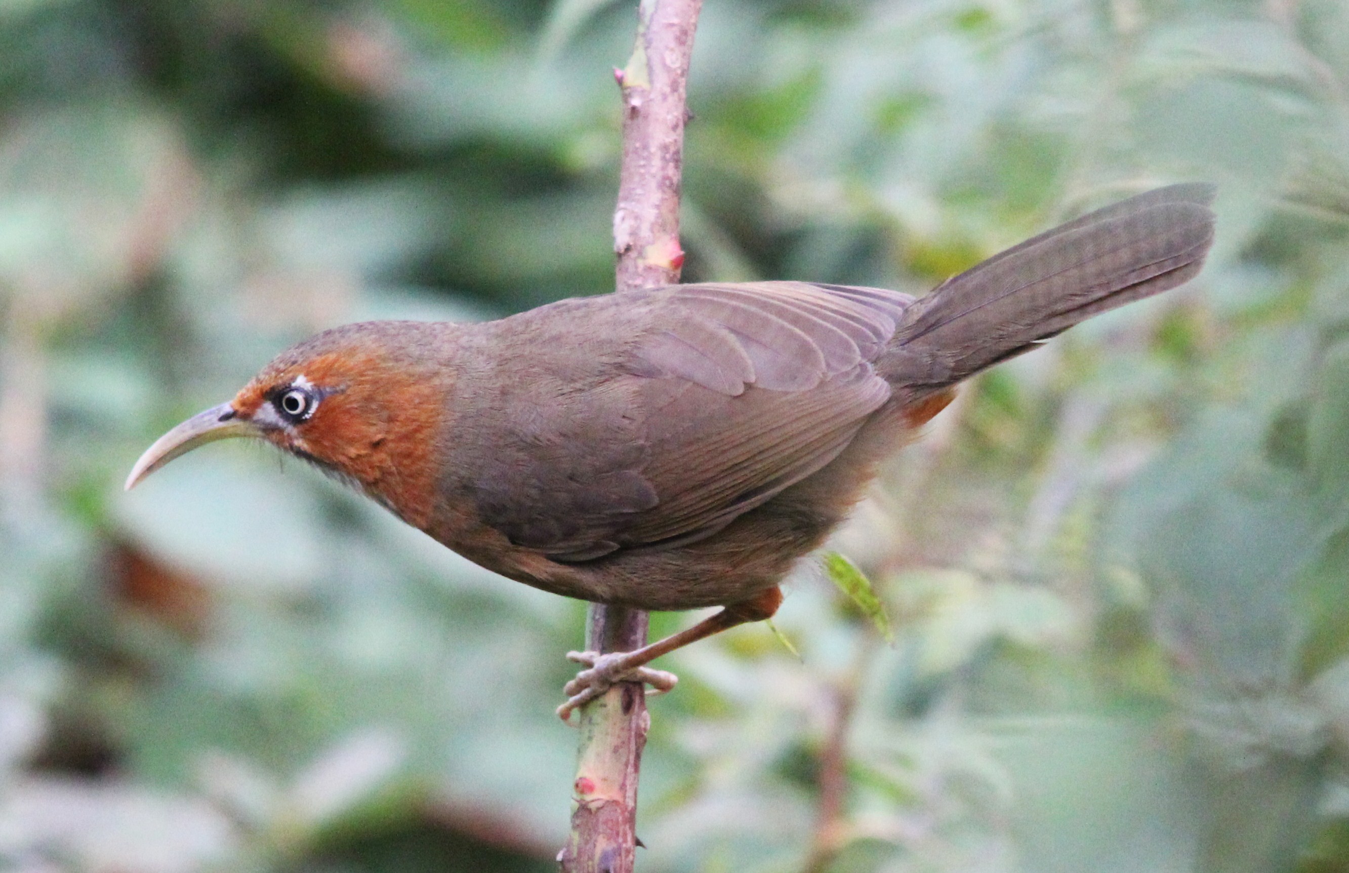 Details : Rusty-cheeked Scimitar Babbler - BirdGuides