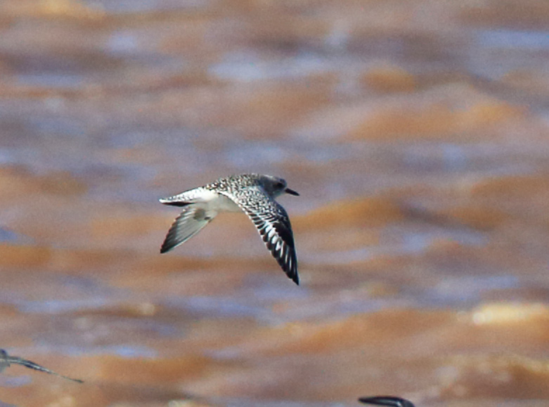 Grey Plover by Mike Trew - BirdGuides