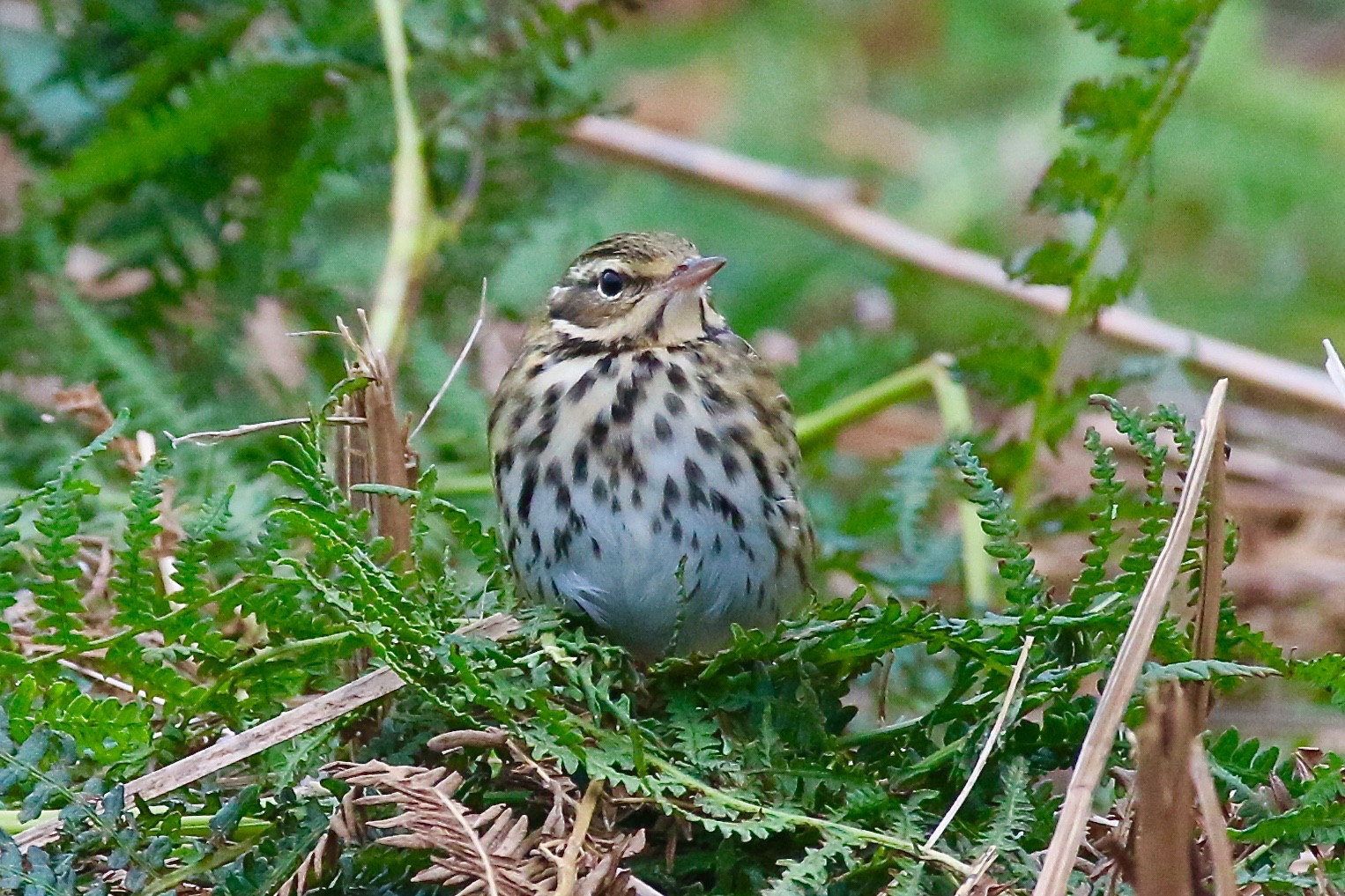 Details : Olive-backed Pipit - BirdGuides
