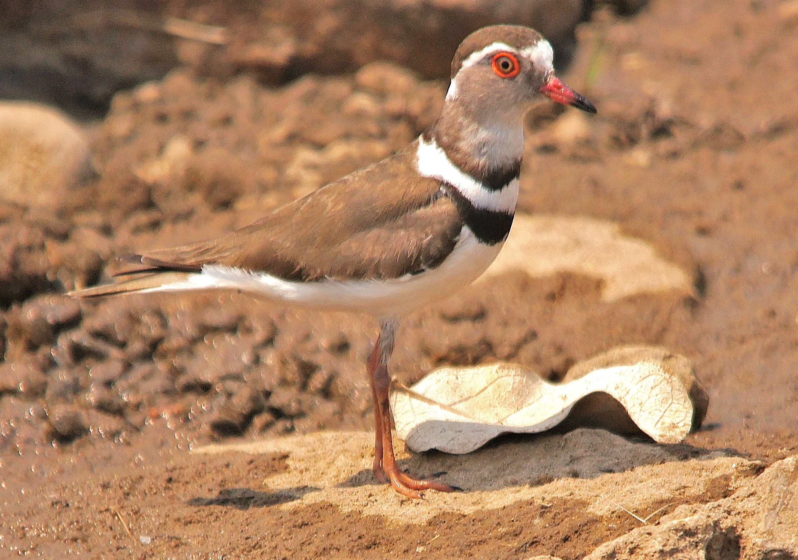 Details : Three-banded Plover - BirdGuides