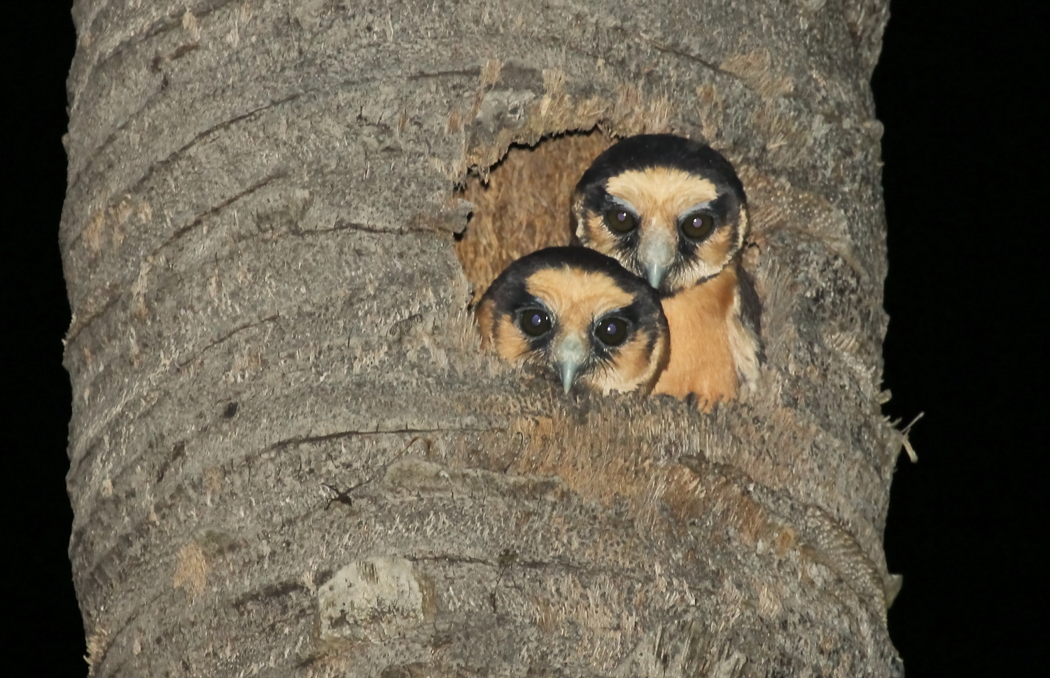 Details : Buff-fronted Owl - BirdGuides