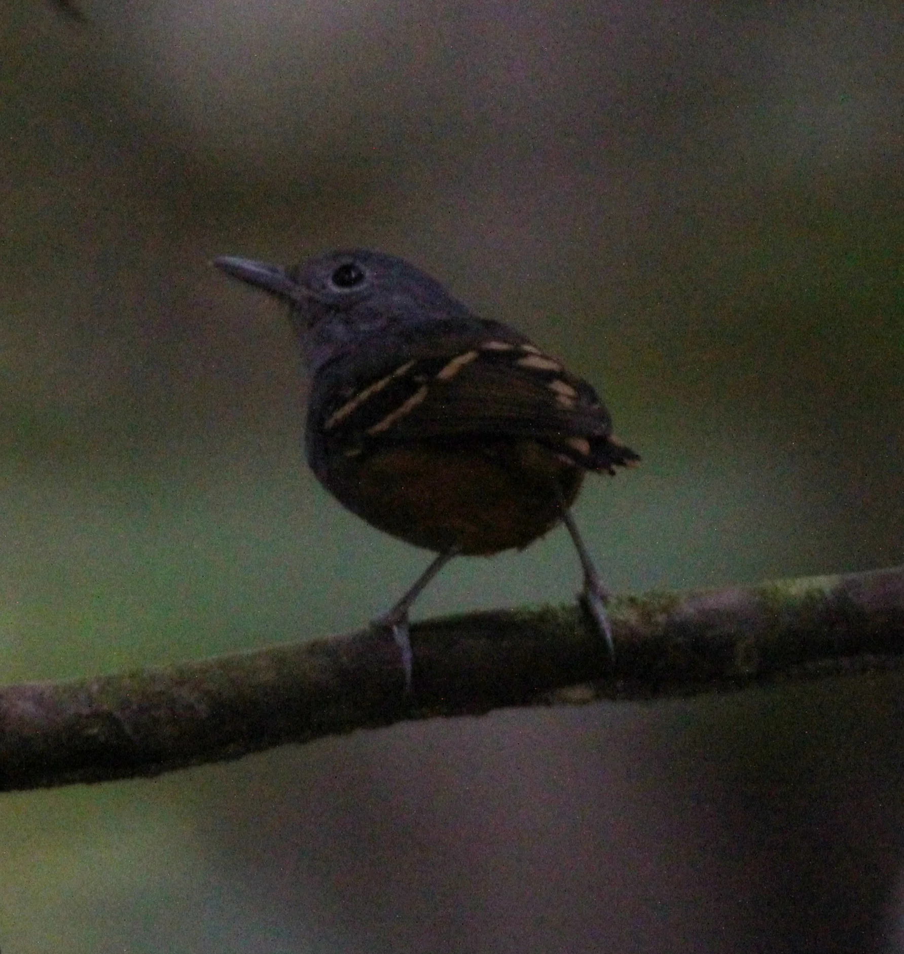 Details : Rufous-bellied Antwren - BirdGuides