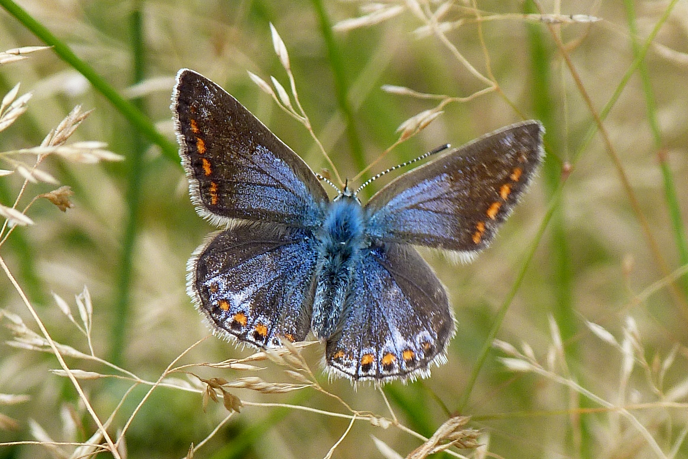 Details : Common Blue - BirdGuides