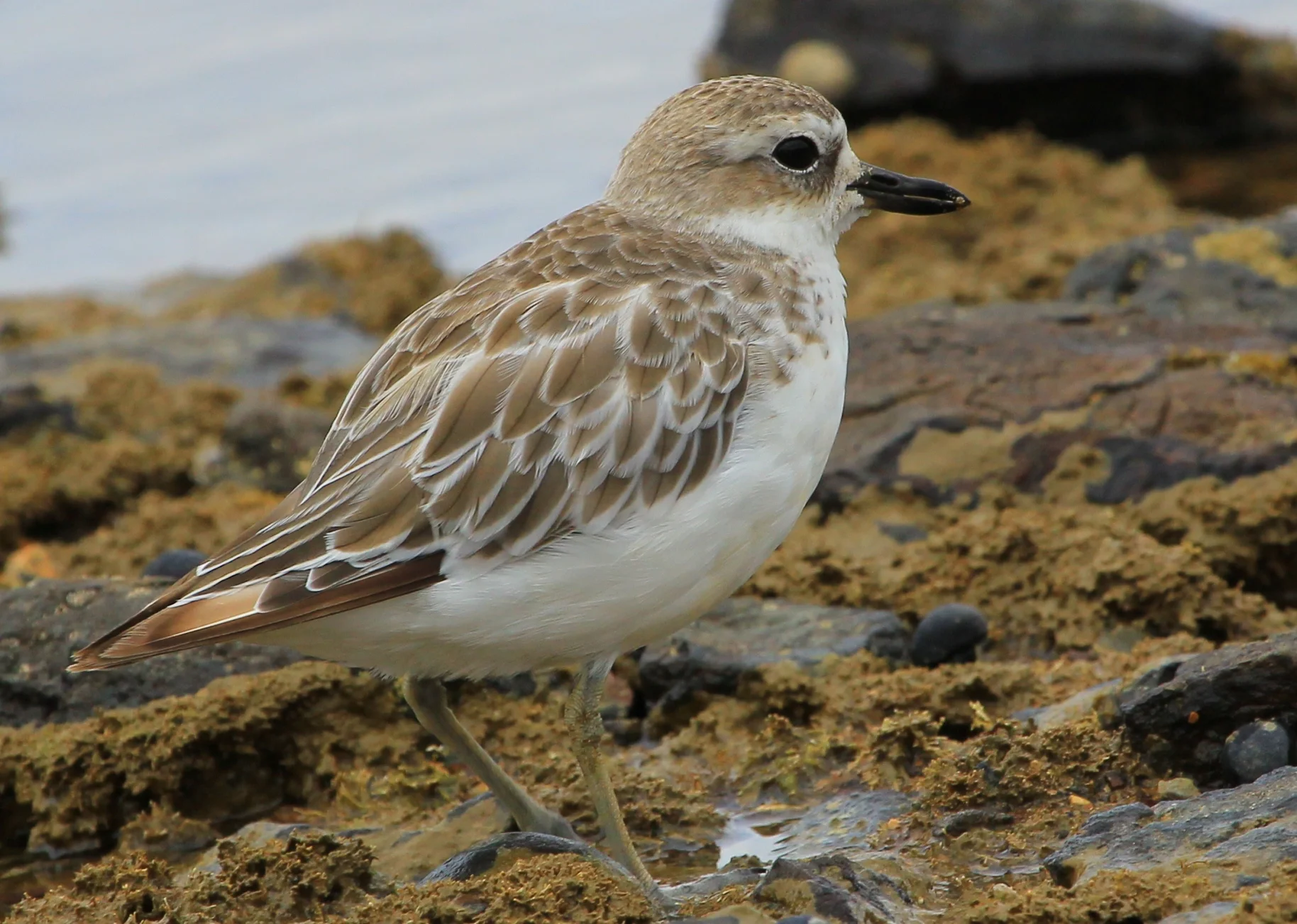 Details : New Zealand Plover - BirdGuides