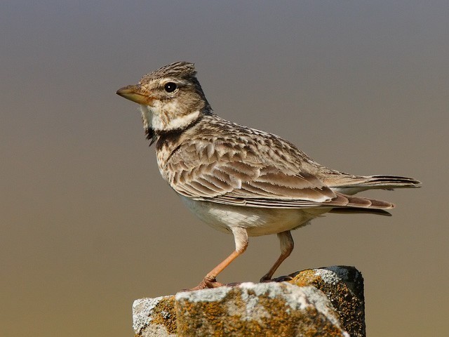 Details : Calandra Lark - BirdGuides