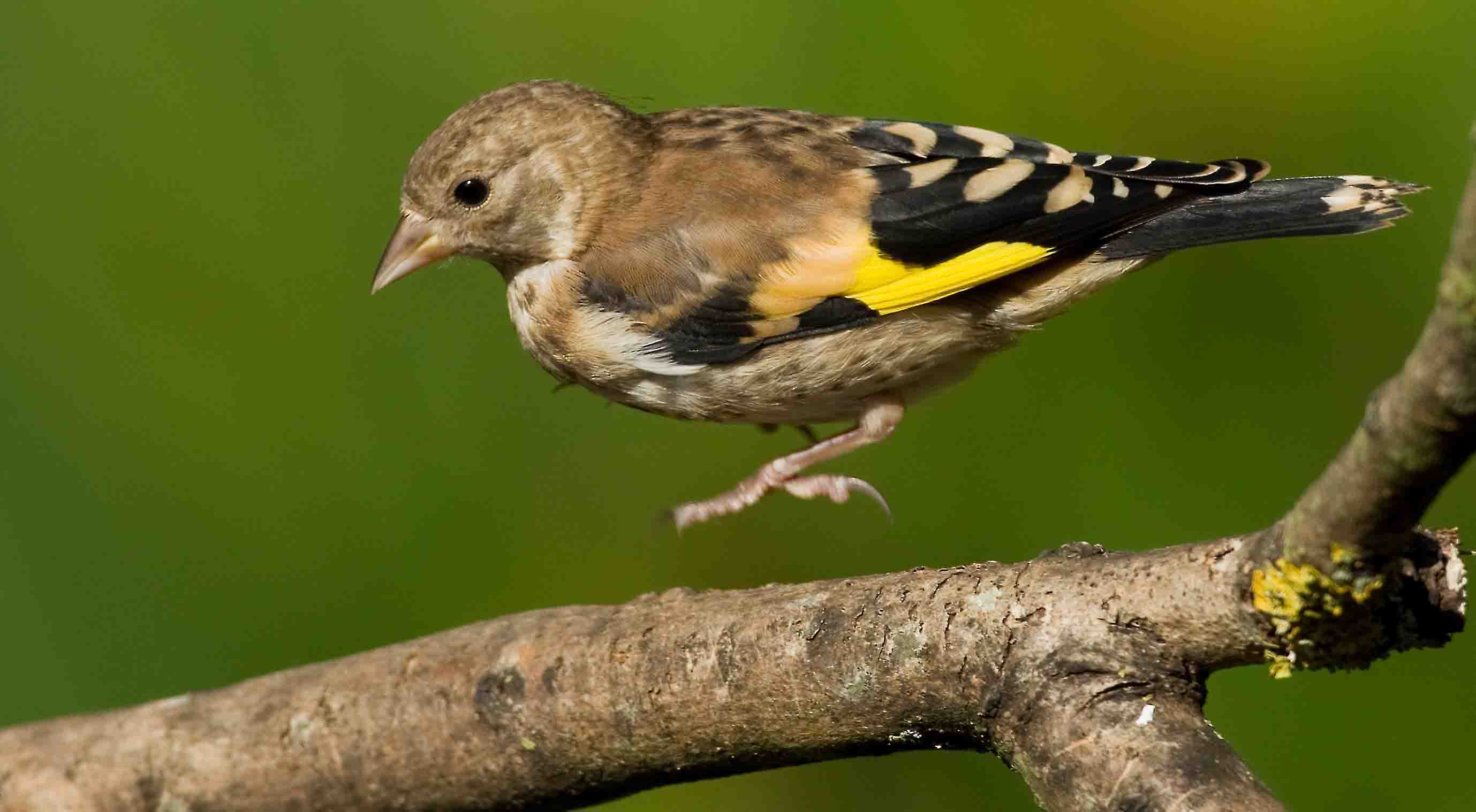 Details : Carduelis - BirdGuides