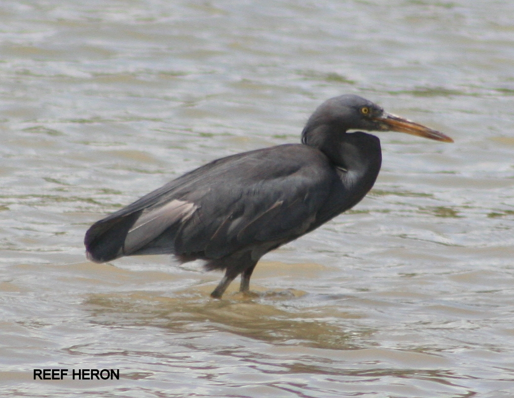 Details : Pacific Reef Heron - BirdGuides