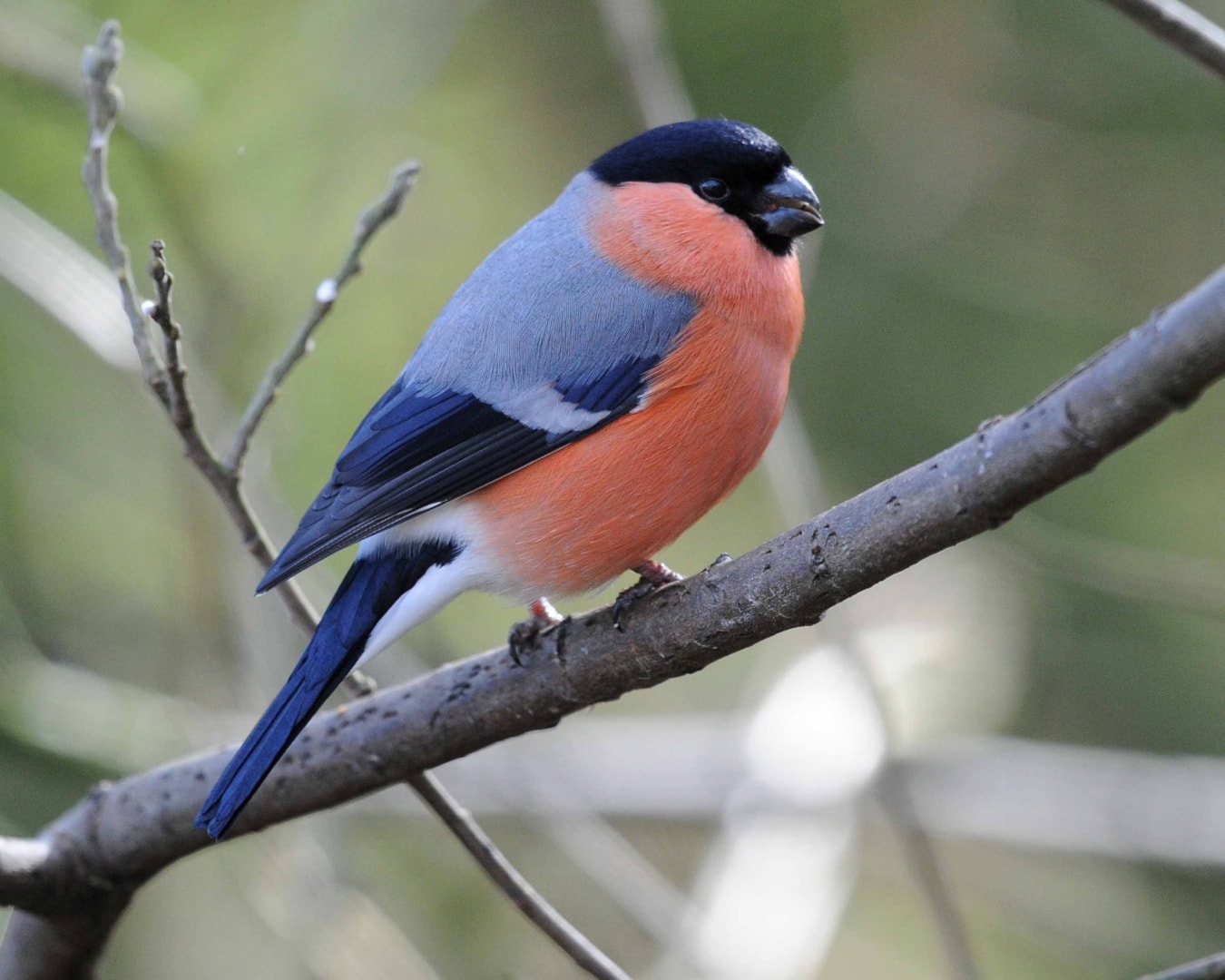 Eurasian Bullfinch by Nick Appleton - BirdGuides