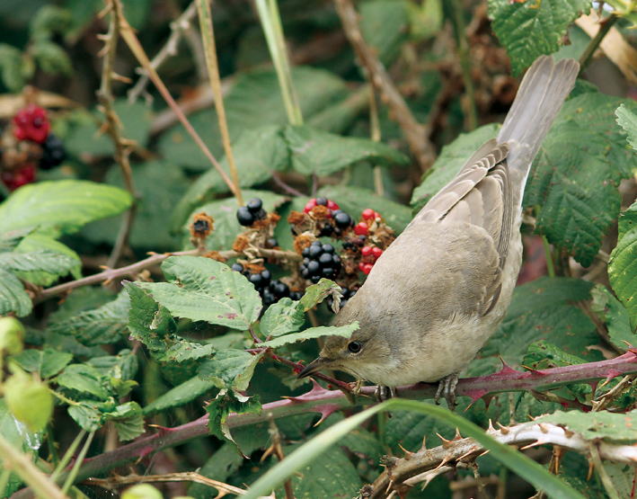 Barred Warbler by Penny Clarke - BirdGuides