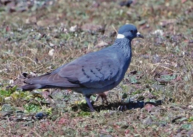 Details : White-collared Pigeon - BirdGuides