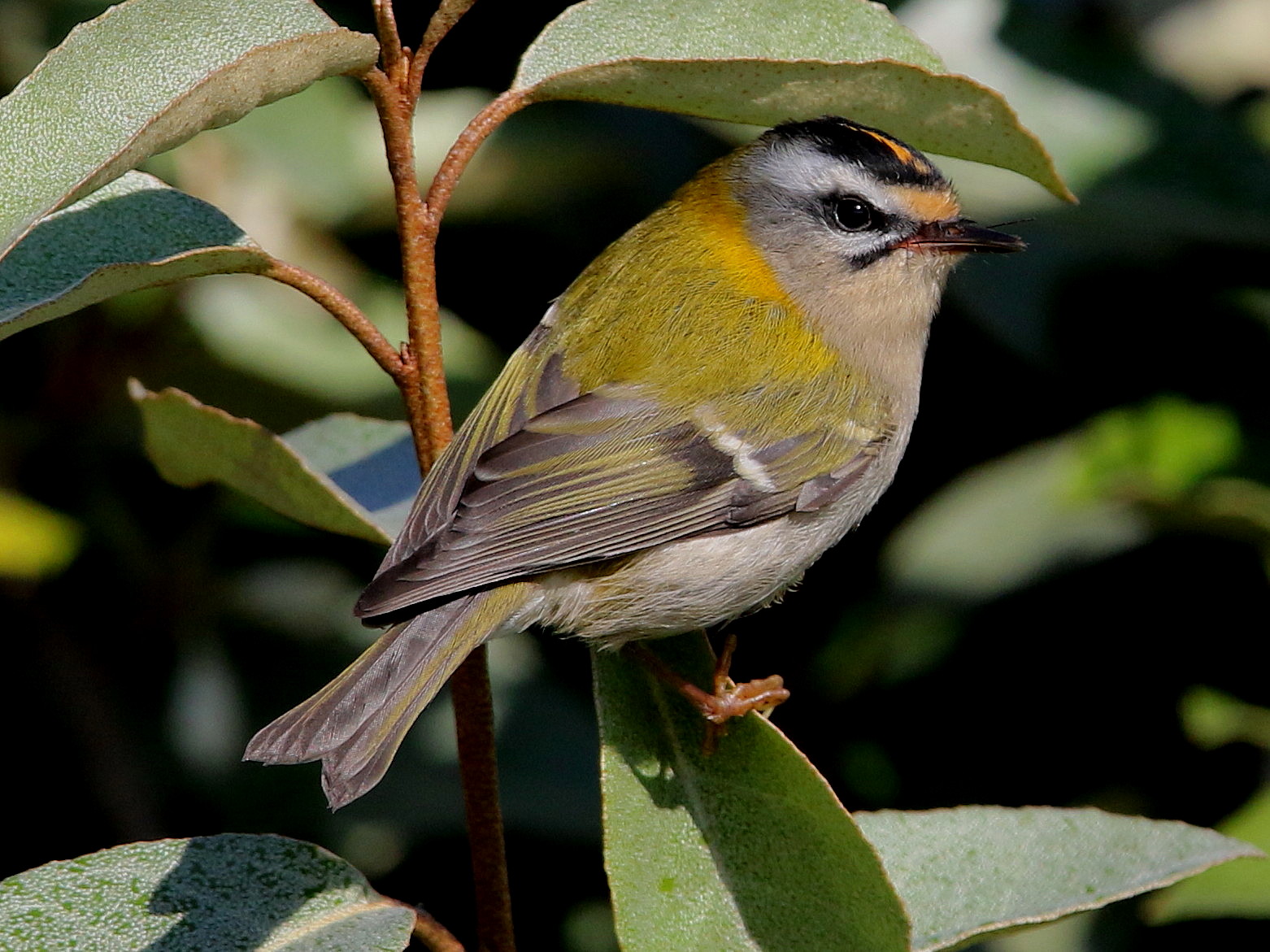 Details : Firecrest - BirdGuides