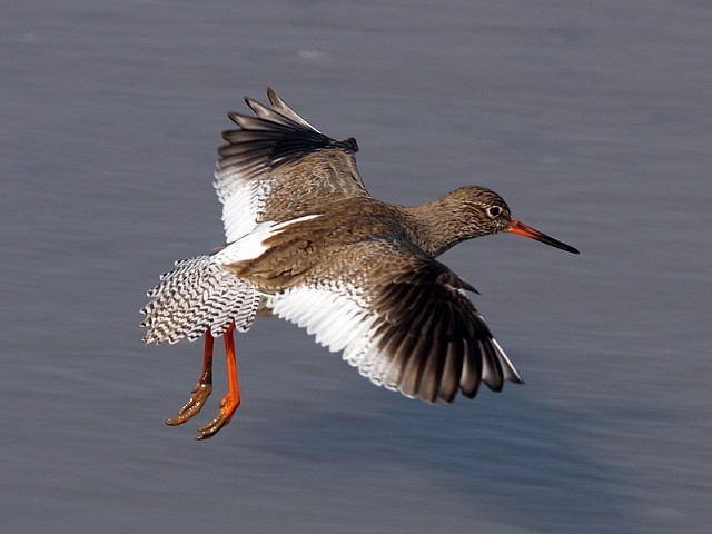 Details : Common Redshank - BirdGuides