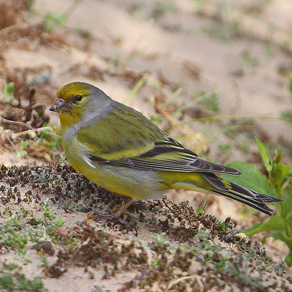 Review of the Week: 6–12 May - BirdGuides